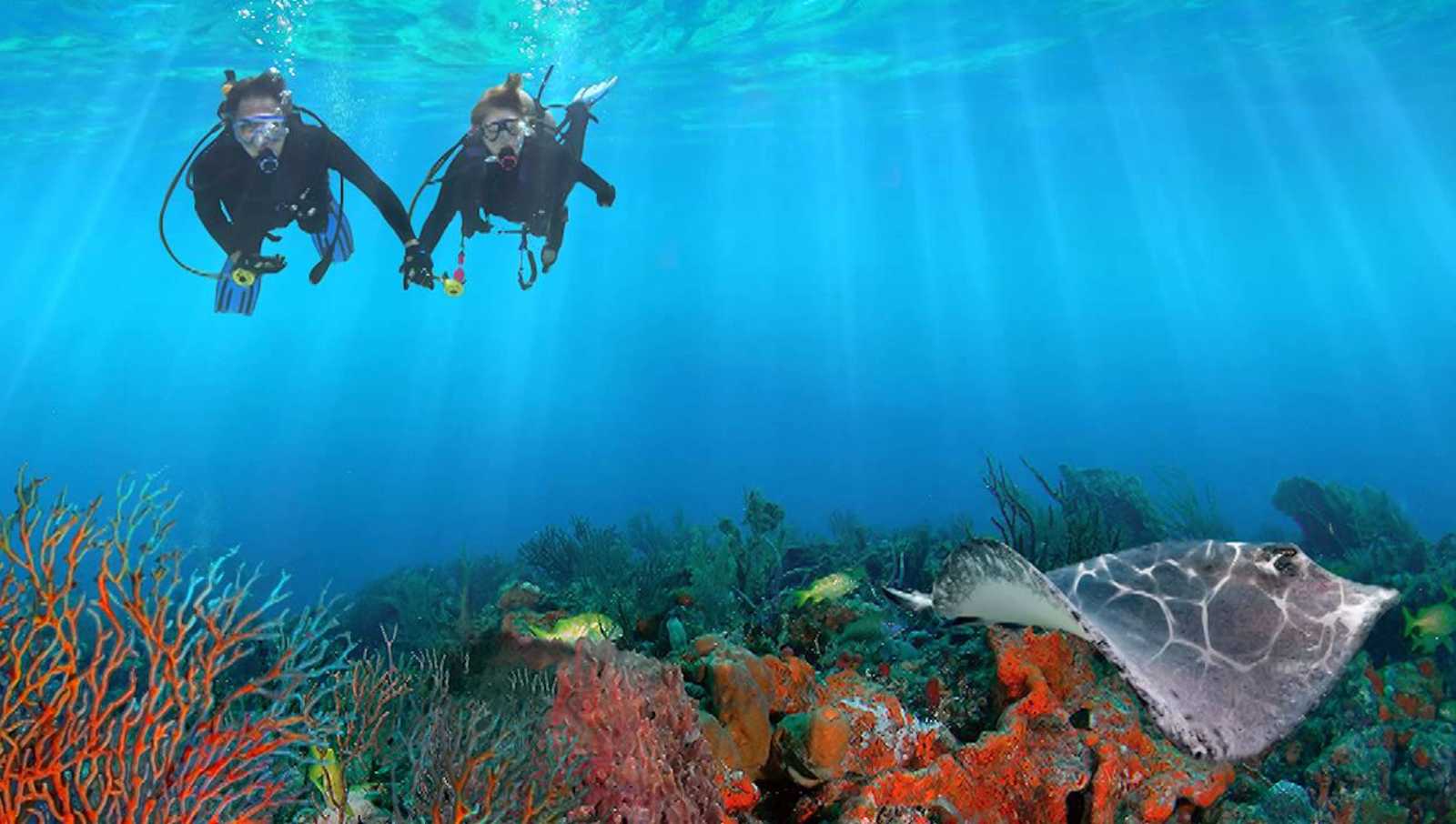 Fort Lauderdale Dive Site Photos | Sea Experience South Florida